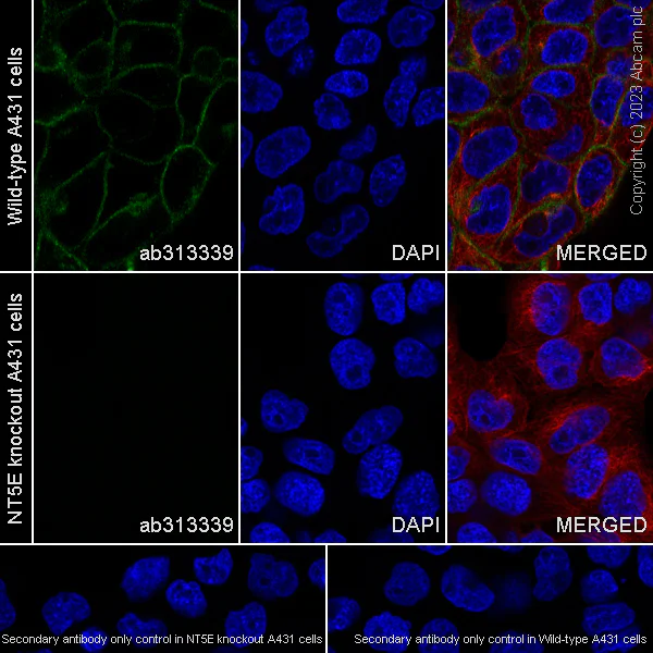 Anti-CD73 antibody [EPR28213-52] - BSA and Azide free (ab313340) | Abcam