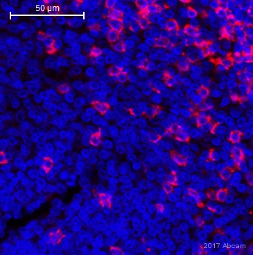 CD8 alpha antibody [C8/144B] - cytotoxic T cell marker (ab17147) | Abcam