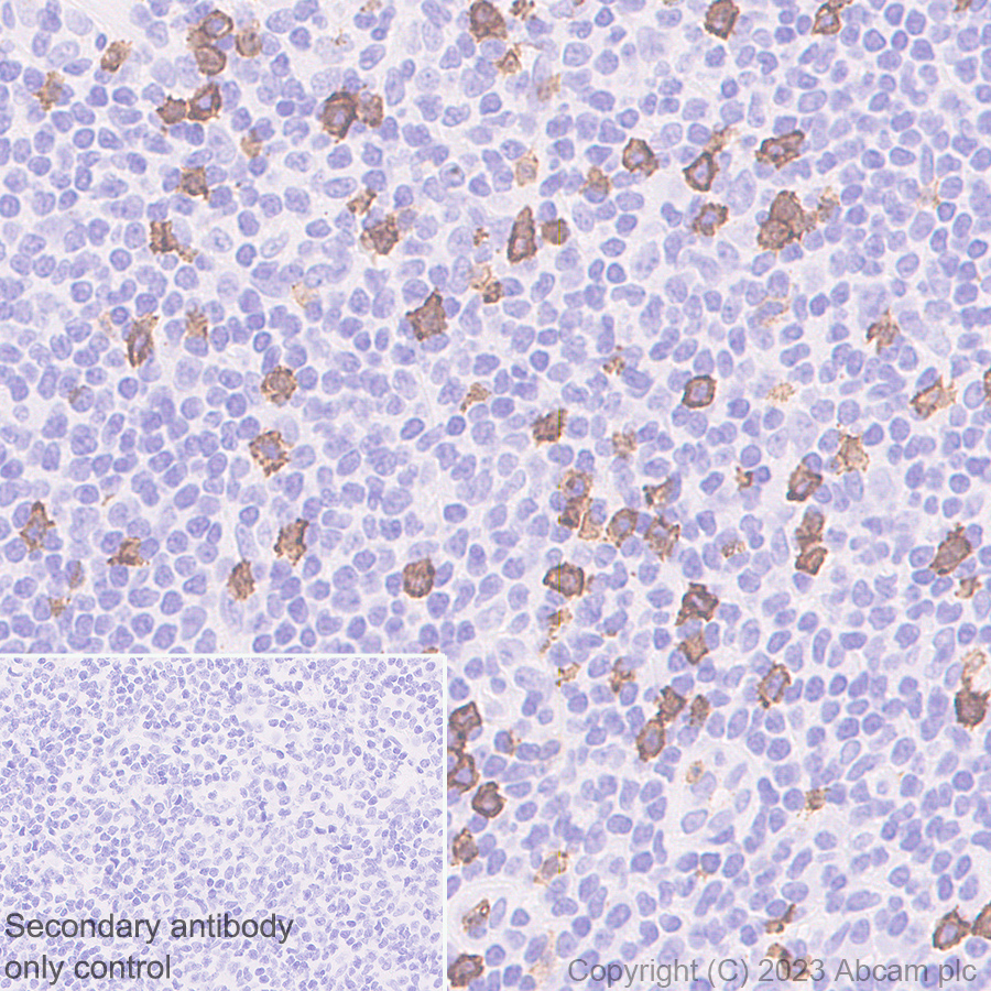 Anti-CD8 alpha antibody [RM1129] - BSA and Azide free (ab316779) | Abcam
