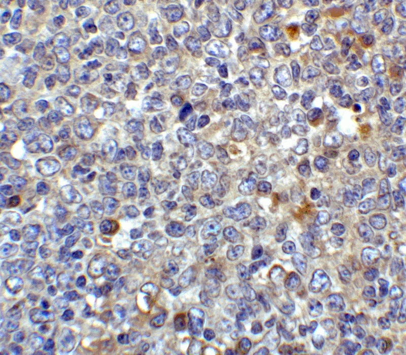 Anti-CD80 antibody (ab254579) | Abcam