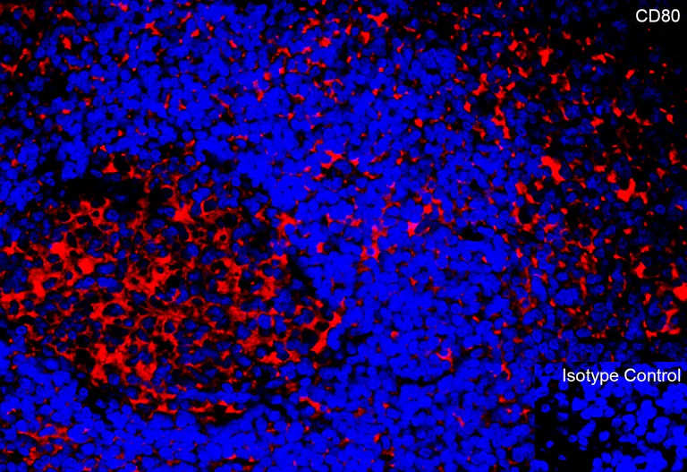Anti-CD80 antibody (ab254579) | Abcam