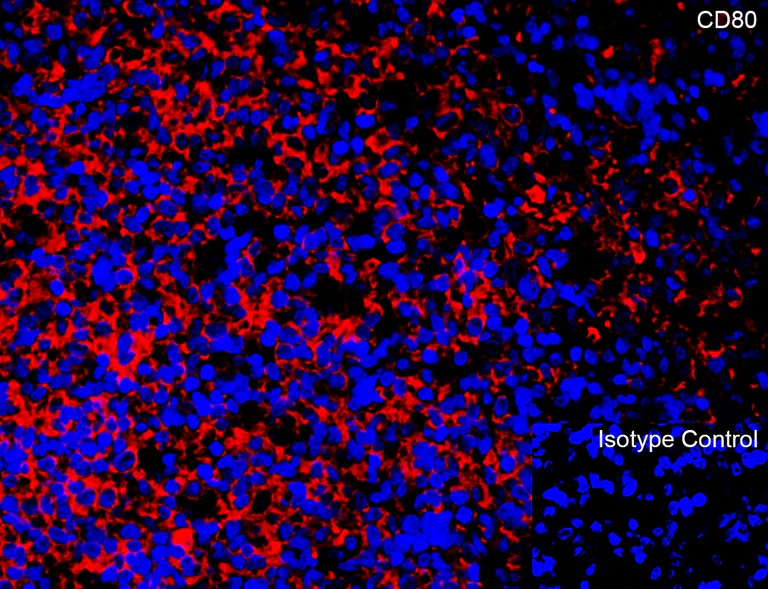 Anti-CD80 antibody (ab254579) | Abcam
