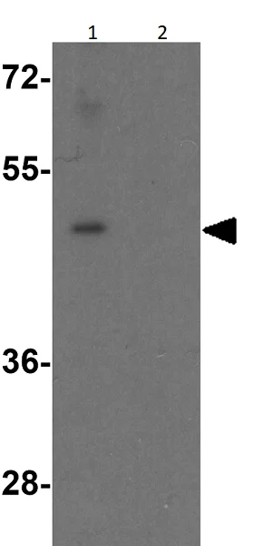CD80抗体 (ab254579)| Abcam中文官网