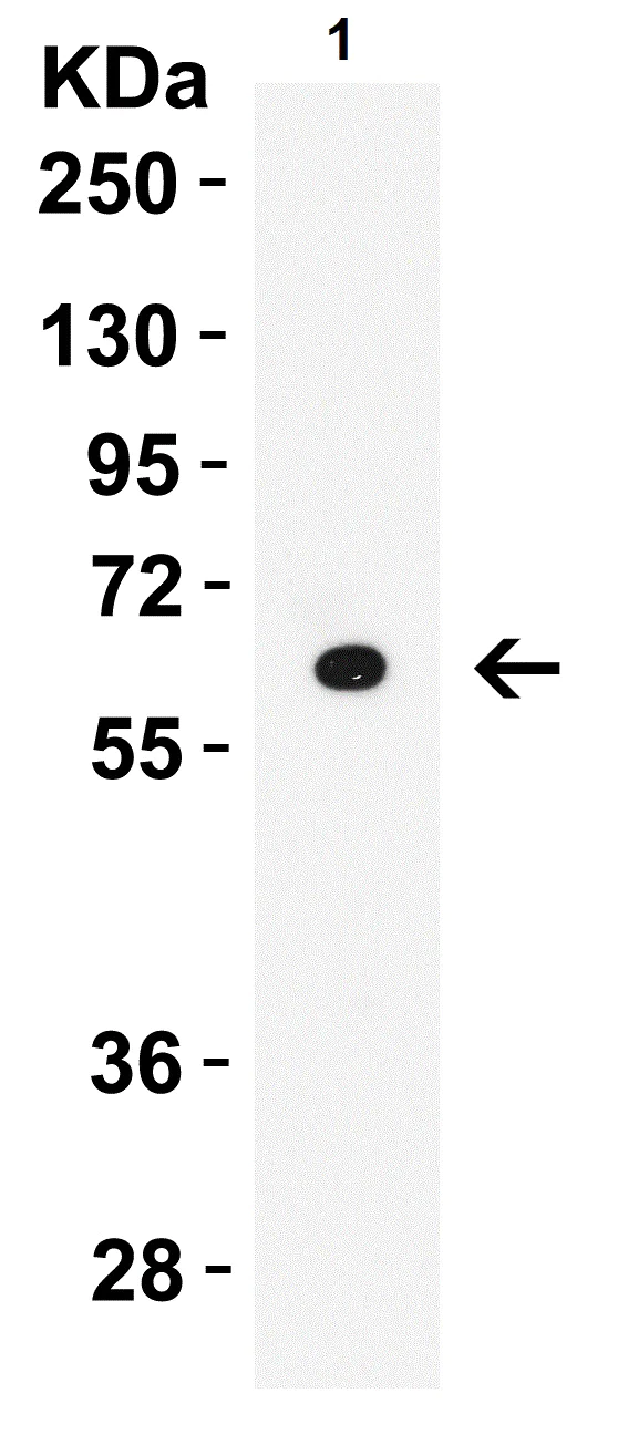 Anti-CD80 antibody (ab254579) | Abcam
