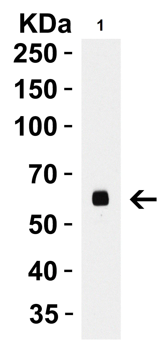 Anti-CD80 antibody (ab254579) | Abcam
