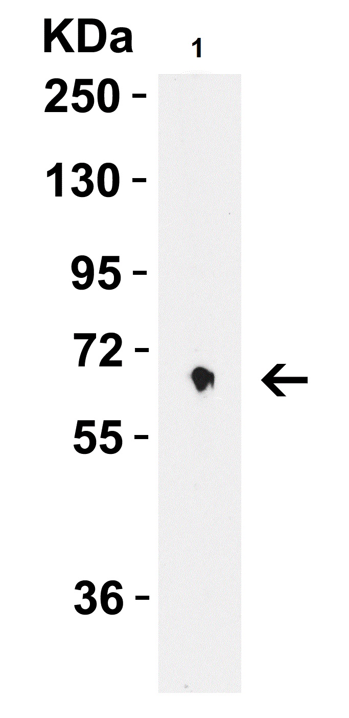 Anti-CD80 antibody (ab254579) | Abcam