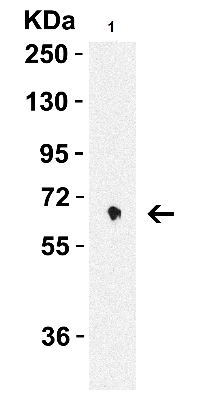 Anti-CD80 antibody (ab254579) | Abcam