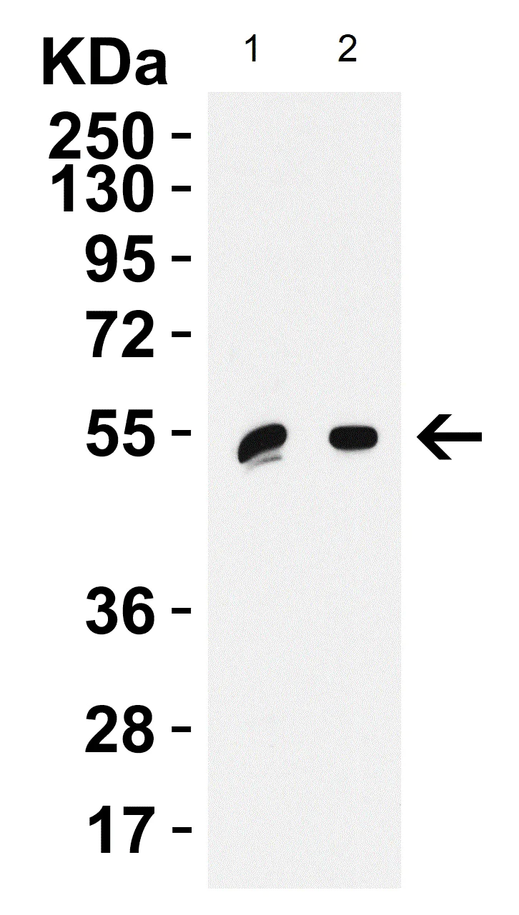 Anti-CD80 antibody (ab254579) | Abcam