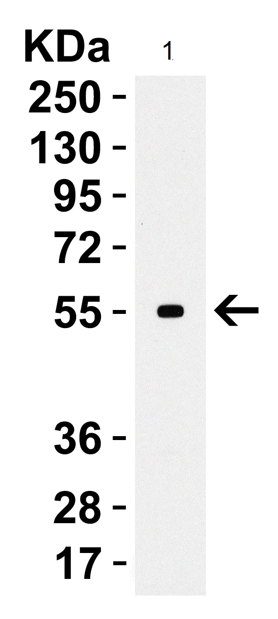 Anti-CD80 antibody (ab254579) | Abcam