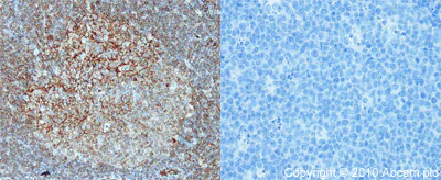 Anti-CD80 抗体 (ab64116) | Abcam