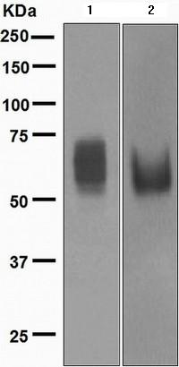 Anti-CD80 antibody [EPR1157(2)] (ab134120) | Abcam