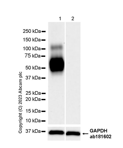 Anti-CD80 antibody [RM1104] KO Tested (ab315857) | Abcam
