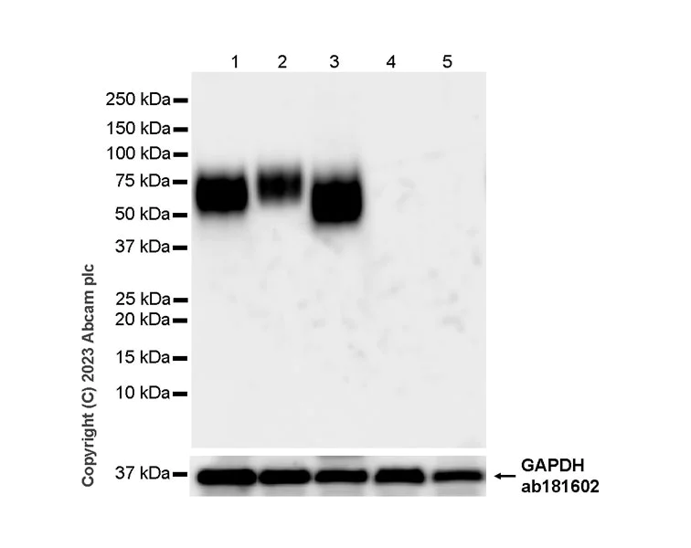 Anti-CD80 antibody [RM1133] KO Tested (ab315832) | Abcam