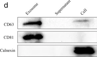Anti-CD81 antibody (ab155760) | Abcam