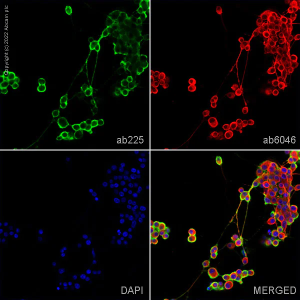 CD90 / Thy1抗体[MRC OX-7] - Hematopoietic Stem Cell Marker (ab225)| Abcam中文官网