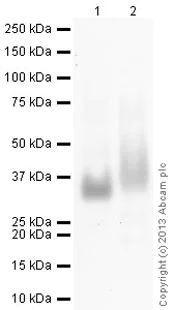 Anti-CD90 / Thy1 antibody [MRC OX-7] - Hematopoietic Stem Cell Marker ...