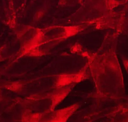 Anti-CD99 抗体 [M030] - Extracellular domain (ab253292) | Abcam