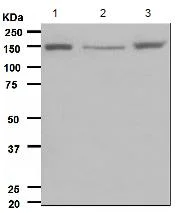 Anti-CDC25 antibody [EPR1790(2)] (ab111830) | Abcam