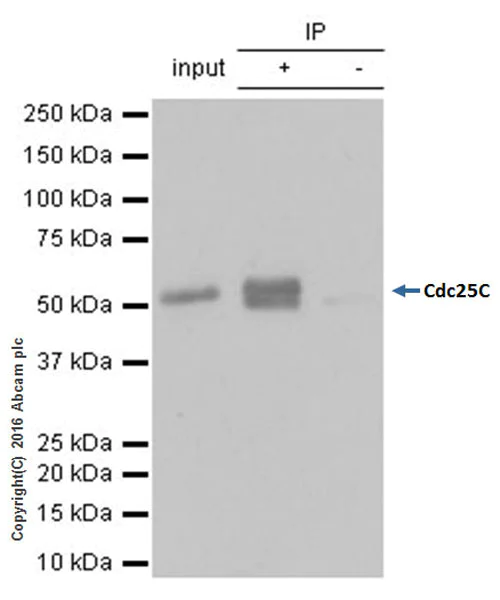 Anti-Cdc25C antibody [E302] - BSA and Azide free (ab232553) | Abcam