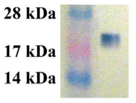 Cdc42 Activation Assay Kit (ab211163) | Abcam