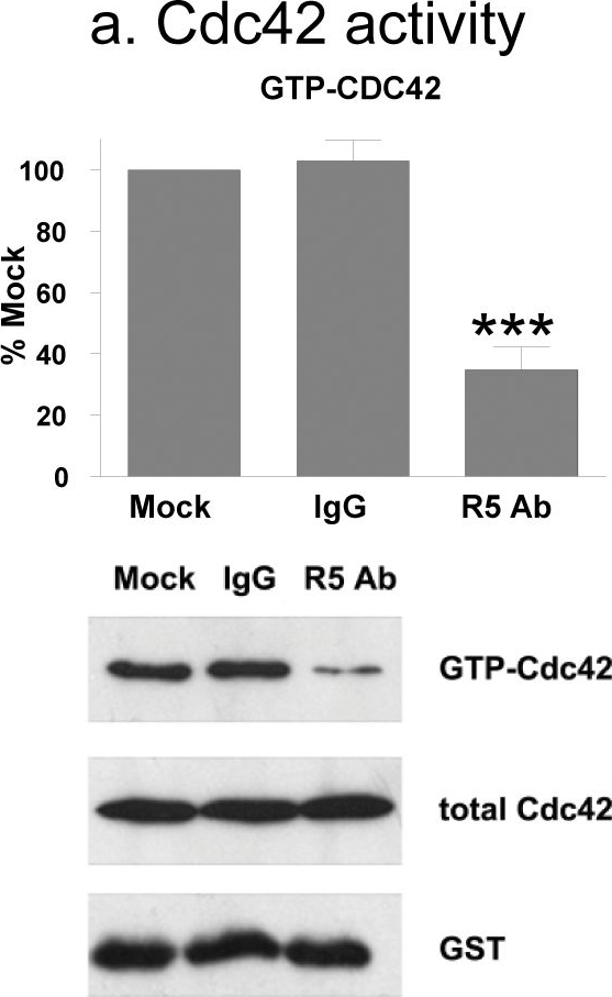Anti-CDC42 antibody [M152] (ab41429) | Abcam