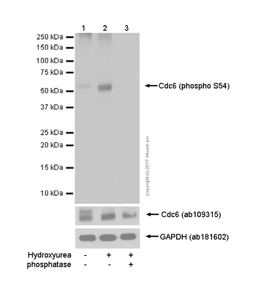 Anti-Cdc6 (phospho S54) antibody [EPR759Y] (ab75809) | Abcam