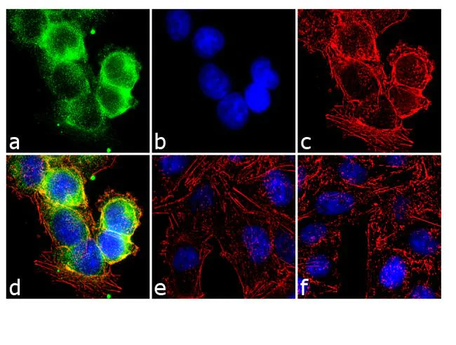 Anti-CDK1 (phospho T14 + Y15) antibody [17 HCLC] (ab277772) | Abcam