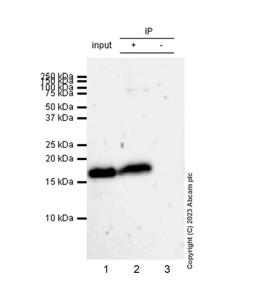 Anti-p16 antibody [EPR20418], recombinant (ab211542) | Abcam