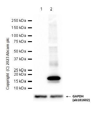 Anti-p16 antibody [EPR20418], recombinant (ab211542) | Abcam