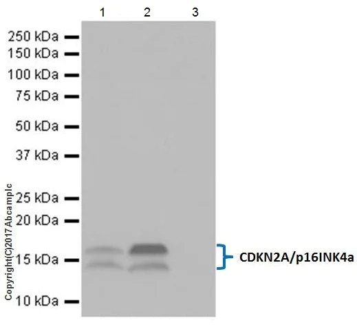 CDKN2A/p16INK4a抗体[EPR20418] - BSA and Azide free (ab232402)| Abcam中文官网