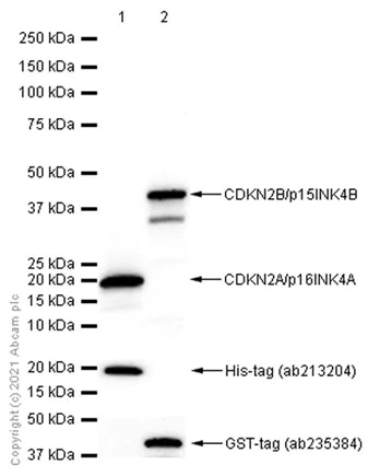 CDKN2A/p16INK4A + CDKN2B/p15INK4B抗体[EP435Y-129R] (ab81278)| Abcam中文官网