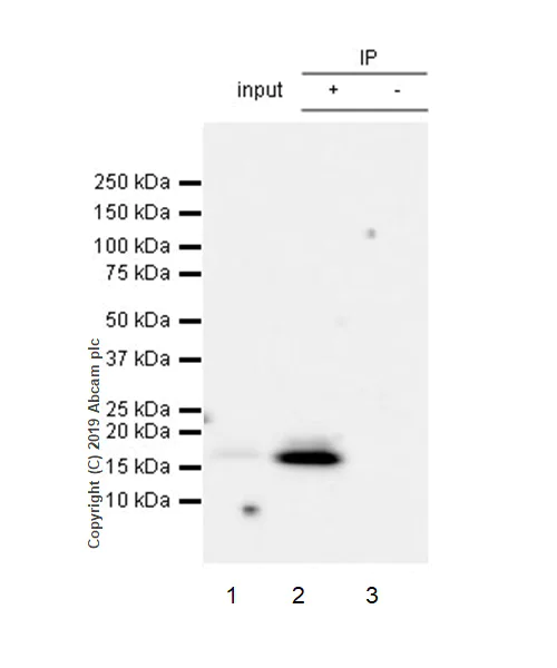 Anti-CDNF antibody [EPR22334-99] - BSA and Azide free (ab254214) | Abcam