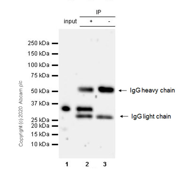 Anti-CEBP Delta/CEBPD antibody [EPR23518-259] (ab245214) | Abcam
