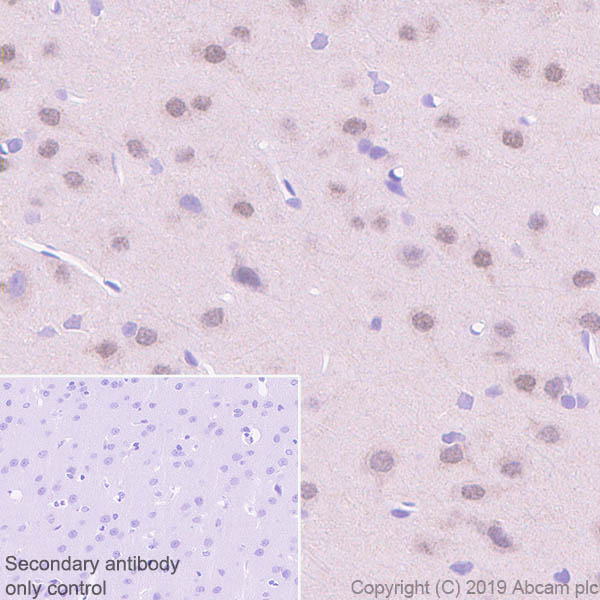 Anti-CEBP Delta/CEBPD antibody [EPR23518-259] - BSA and Azide free ...