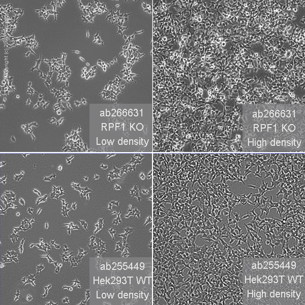 Human RPF1 knockout HEK-293T cell line(AB266631)
