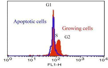 Cell Cycle检测试剂盒 (Fluorometric - Green) (ab112116)| Abcam中文官网