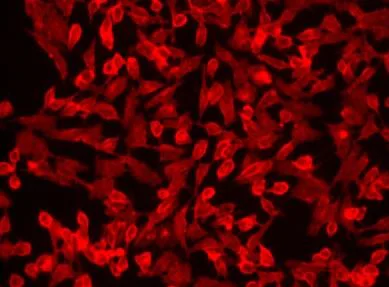 Cell Plasma Membrane Staining Kit - Deep Red Fluorescence - Cytopainter ...