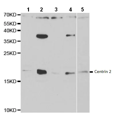 Anti-Centrin 2 antibody (ab196554) | Abcam