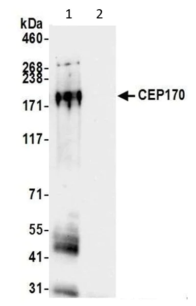 Anti-CEP170 抗体 (ab72505) | Abcam