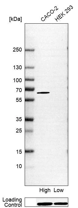 cGAS抗体 (ab224144)| Abcam中文官网