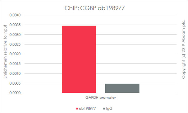 Anti-CGBP antibody [EPR19199] - ChIP Grade (ab198977) | Abcam