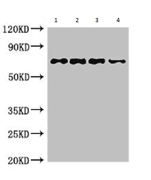 Chaperone protein HtpG抗体 (ab225994)| Abcam中文官网