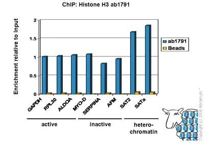 ChIP kit (ab500) | Abcam