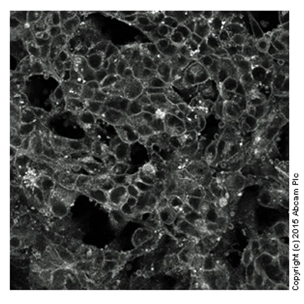 Cholesterol检测试剂盒 (Cell-Based) (ab133116)| Abcam中文官网