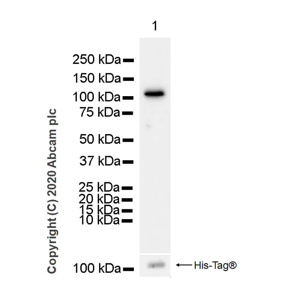 Anti-Chondroitinase ABC I antibody [HL2010] - BSA and Azide free ...
