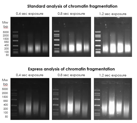 Chromatin Extraction Kit - Flexible Format (ab223876) | Abcam