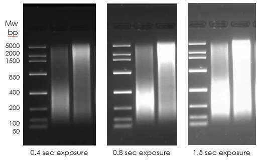 Chromatin Extraction Kit - Flexible Format (ab223876) | Abcam