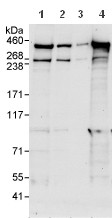 Anti-Chromodomain helicase DNA binding protein 9 antibody (ab114115 ...