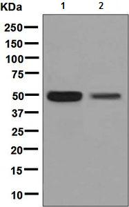 Anti-CHX10 antibody. Sheep polyclonal (ab16141) | Abcam
