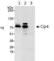 Anti-Cip4 antibody (ab72220) | Abcam